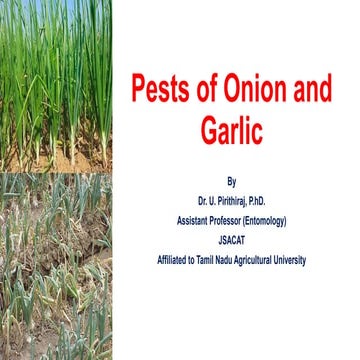 Pests of Onion and Garlic_Bionomics_IPM_Dr.UPR.pdf