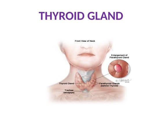 Anatomy of thyroid gland | PPT