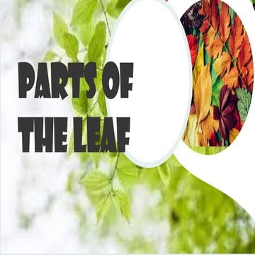 MBS P3 Science Project 1 - Leaves | PPS