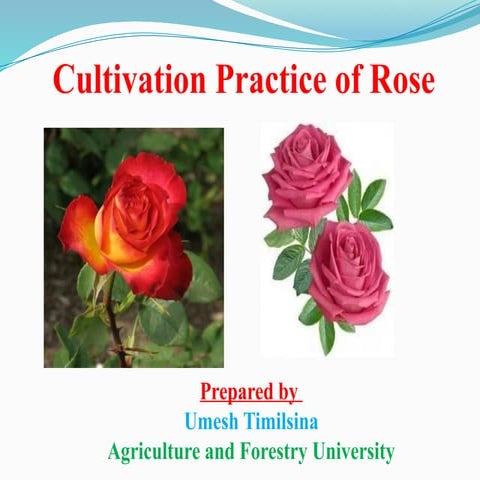 2. Rose production Cultivation final.pptx