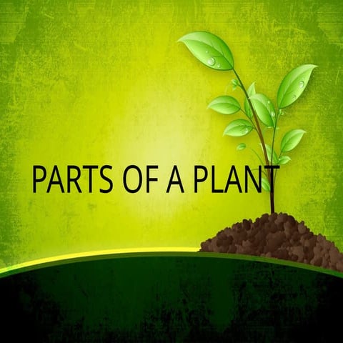 Topic: Parts of a plant for the 4th grades | PPTX