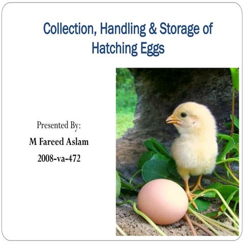 2. Collection, Handling & Storage of Hatching Eggs.ppt