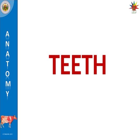 Teeth & Salivary glands presentation in veterinary | PPT
