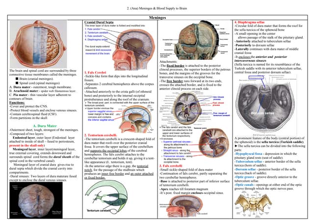Cranial cavity part 1 | PDF