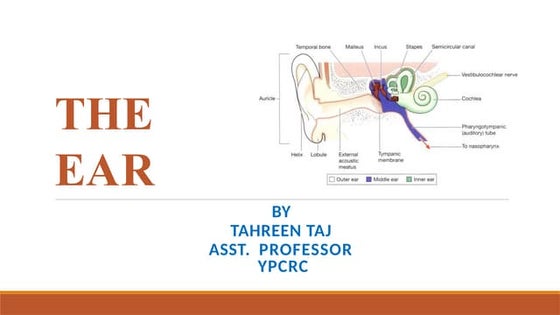 Anatomy and physiology of ENT | PPTX | Ear, Nose and Throat Conditions ...