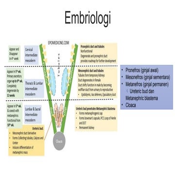 2. embriologi dan introduction CAKUT.pptx