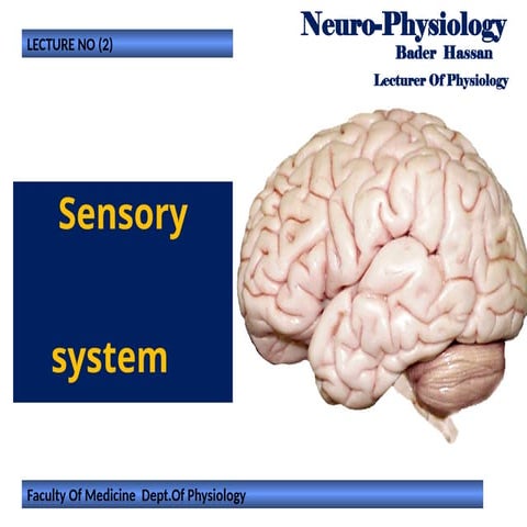 2. Sensory system-2.pptx................ | PPTX