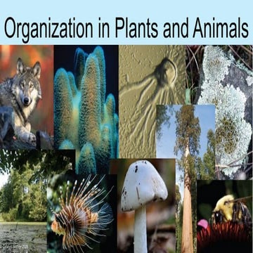 Q1C1L1 Animal and Plant Organ Systems and their Functions (2).pptx