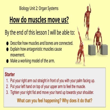 2.6 Muscles.pptx presentation for human body system | PPTX