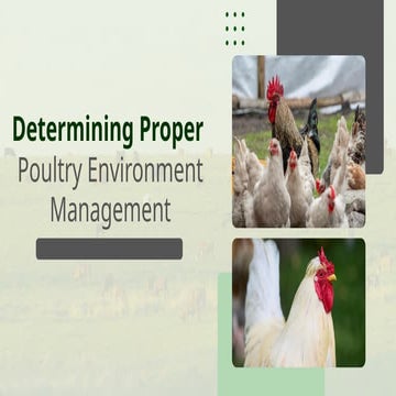 Comprehensive Guide to Poultry Environment Management for Optimal ...