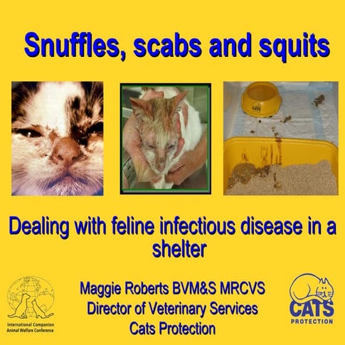 2.3 icawc 10 snuffles mr | PPT