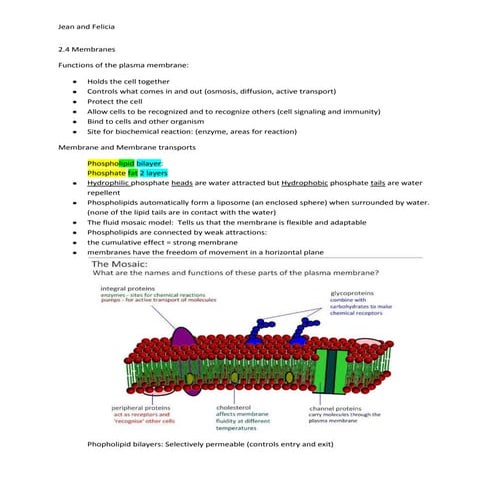Cell membrane structure | PPT