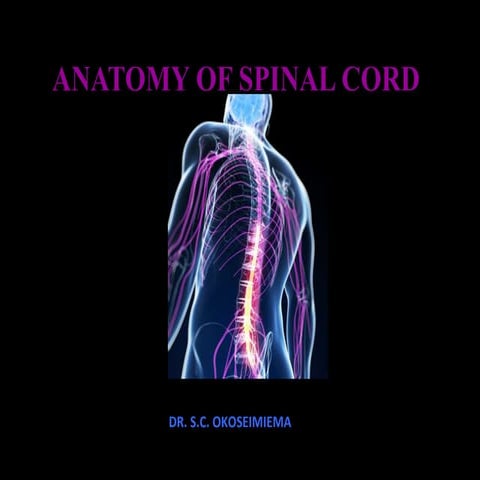 The Complete Anatomy of the Spinal Cord.pptx