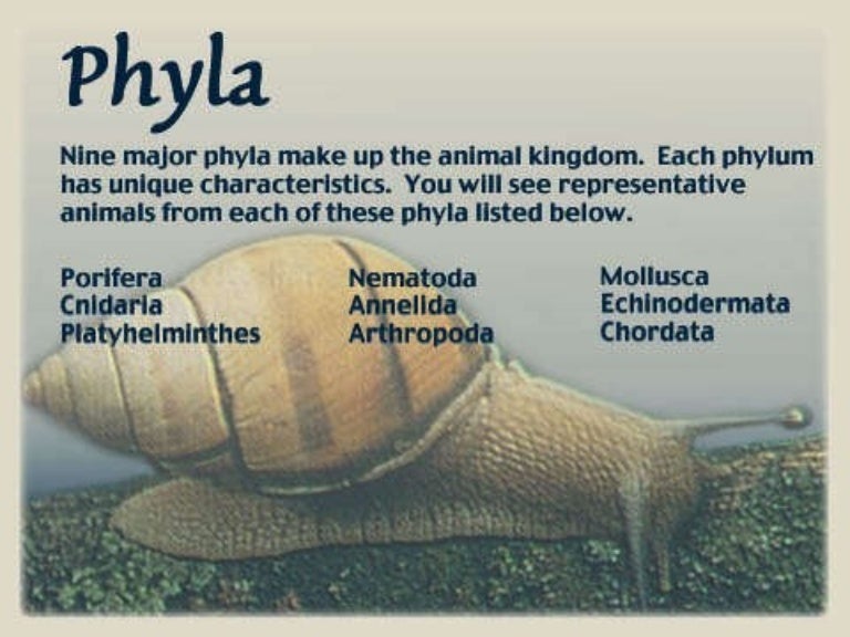 Animal Phyla