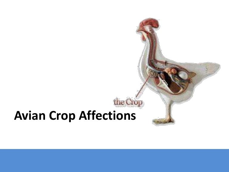 Avian Crop Affections