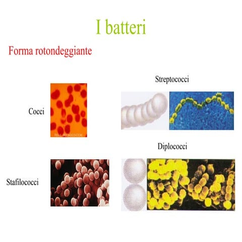2.batteri stu dbio | PPT