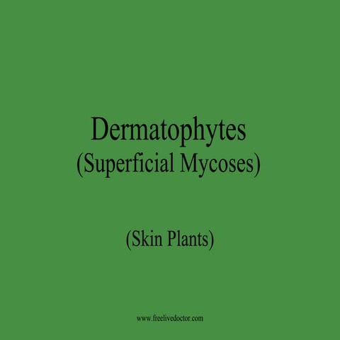 2 B Dermatophytes | PPT