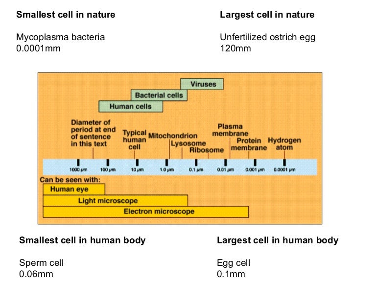 Cell Size