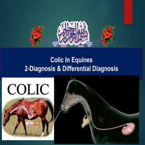 2 diagnosis of colic in equines prof.dr hamed attia | PDF