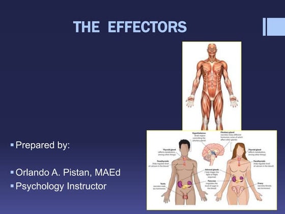Myology: The Study of Muscles (Anatomy: 1st Semester Lecture 5) | PPT
