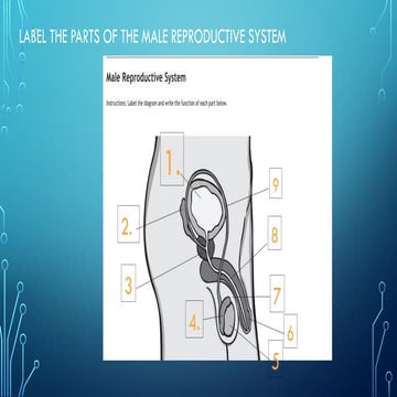 2-Female-reproductive-system-for-copy.pptx