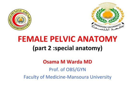 ANATOMY OF THE PELVIC URETER&URINARY BLADDER | PPT
