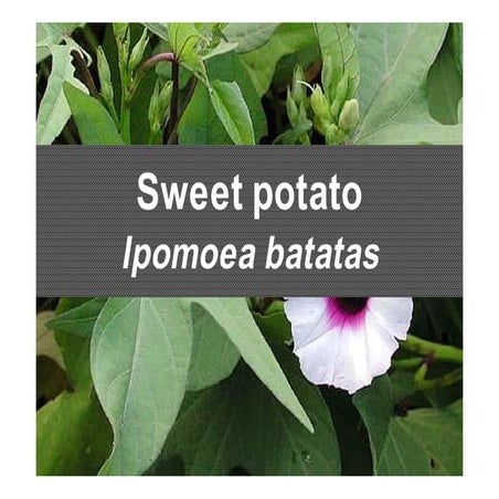 Potato & tuber crops morphology | PPTX