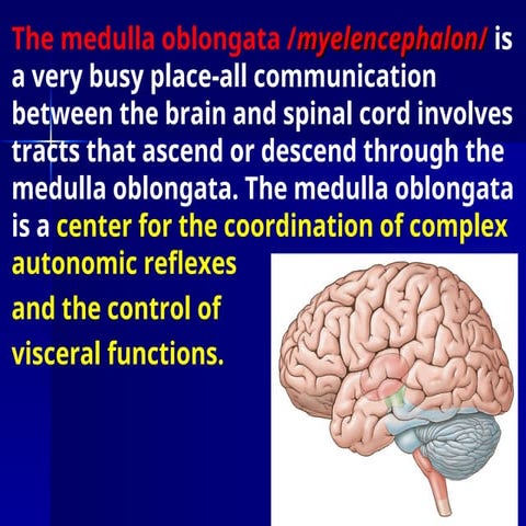Detailed Anatomy of Medulla Oblongata ppt | PPTX
