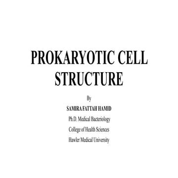 Observation yogurt bacteria (i) | DOCX