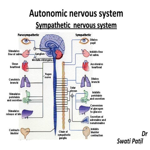 Autonomic nervous system | PPTX