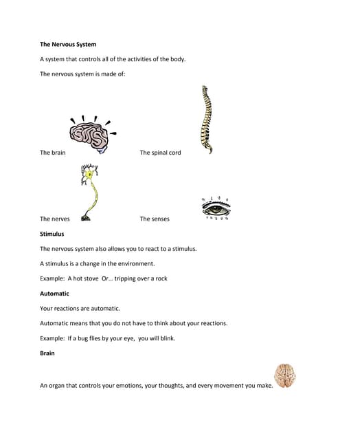 The nervous system | PPTX