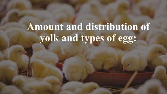 Types of Egg – Based on amount and distribution of yolk | PDF