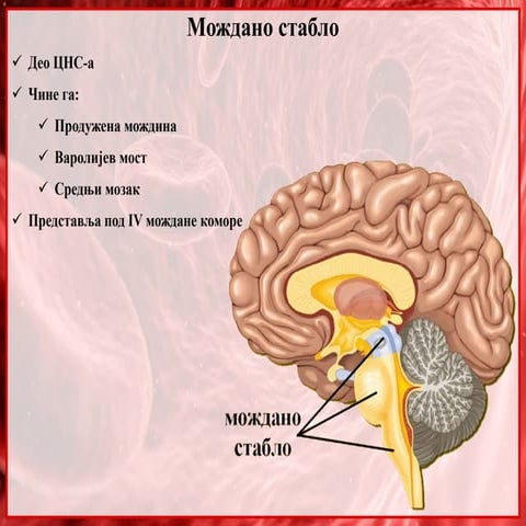 20. Mozdano stablo | PPTX