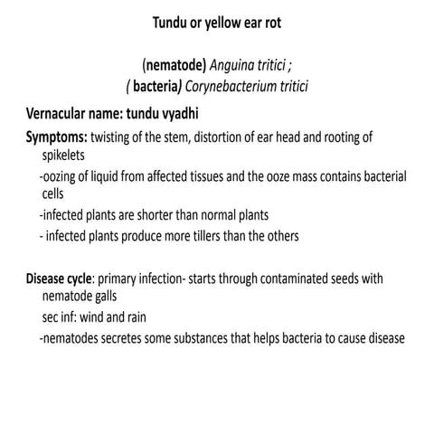 YELLOW EAR ROT | PPTX