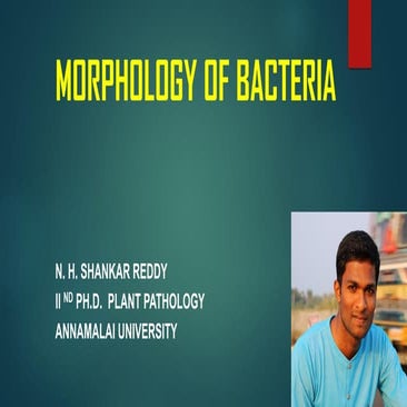 Morphology of bacteria | PPT