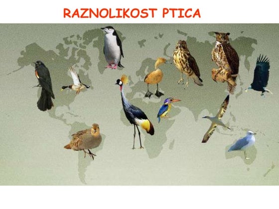 21. ptice stanarice | PPT