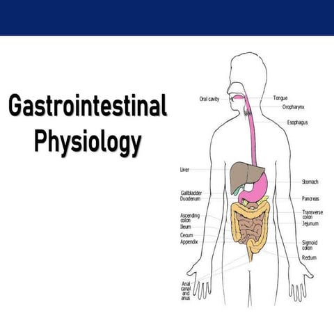 20. Physiology of Digestive System 1.ppt