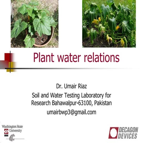 Plant water_relations | PDF