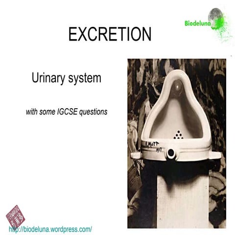 2010 Urinary System- Igcse | PPS | Chemistry | Science