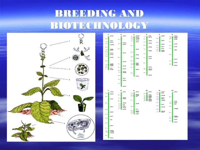 Plants and animal breeding: improvement Management | PPTX