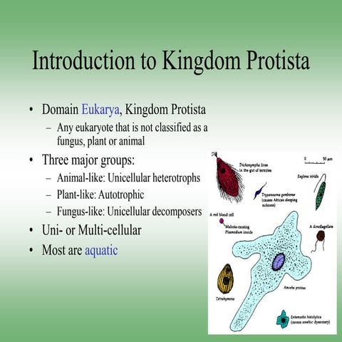 kingdom protista 2012 Protist Slides.ppt