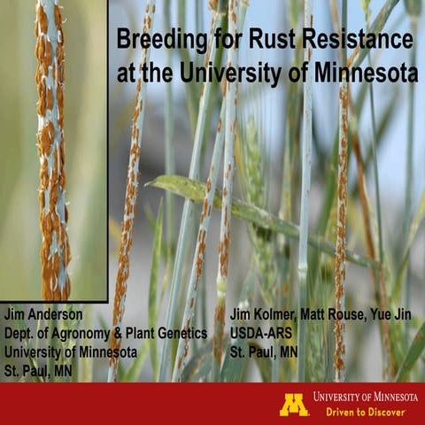 Breeding for Rust Resistance and the University of Minnesota | PDF ...