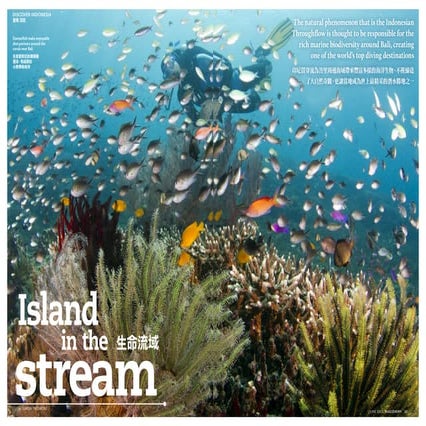 Bali Diving Island in the Stream - PUBLISHED with Cathay Pacific ...
