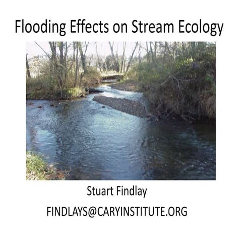 Flooding and the Ecology of Streams | PPT