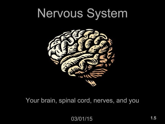 Introduction to the nervous system | PPTX | Brain and Nervous System ...