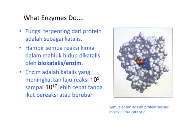 Kinetika enzim | PPTX