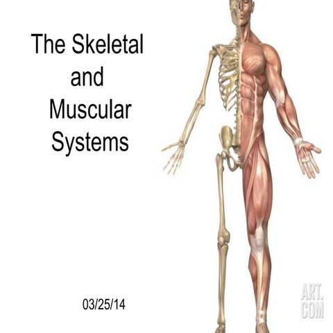 2014 muscular and skeletal system | PPT