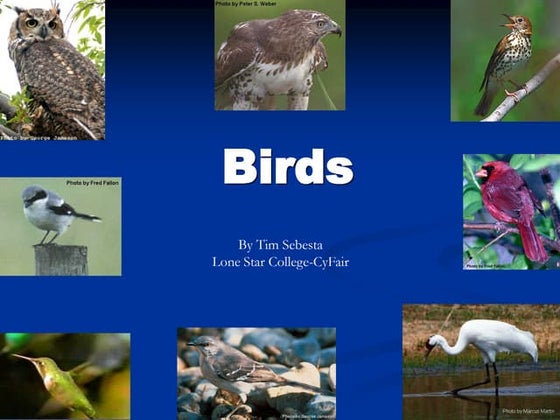 Dear Creatures: Animals Explain their Unique Features | PPT