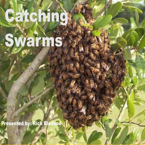 2015 04-catching swarms | PPT