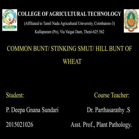 Stinking Smut/ Common Bunt/ Hill Bunt of wheat | PPTX